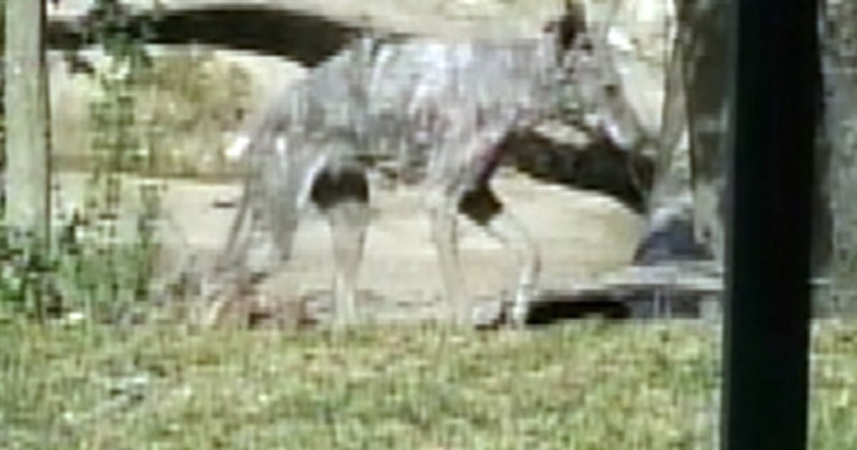 Texas Chupacabra Caught on Camera?